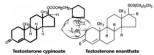 Testosterone esters – Evolutionary.org